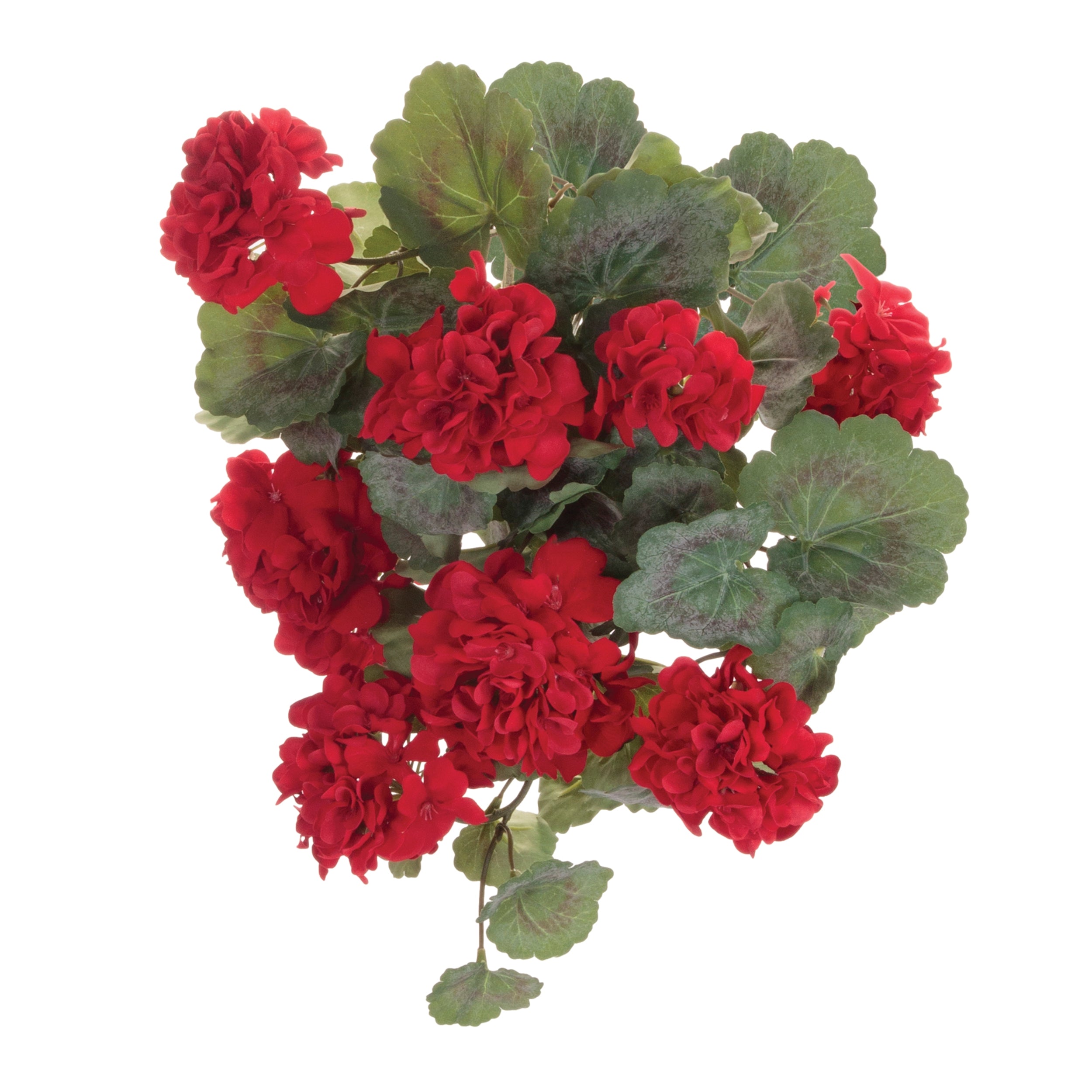 Hanging Geranium Floral Bush (Set of 2) – Avantgarden Nursery and Gifts
